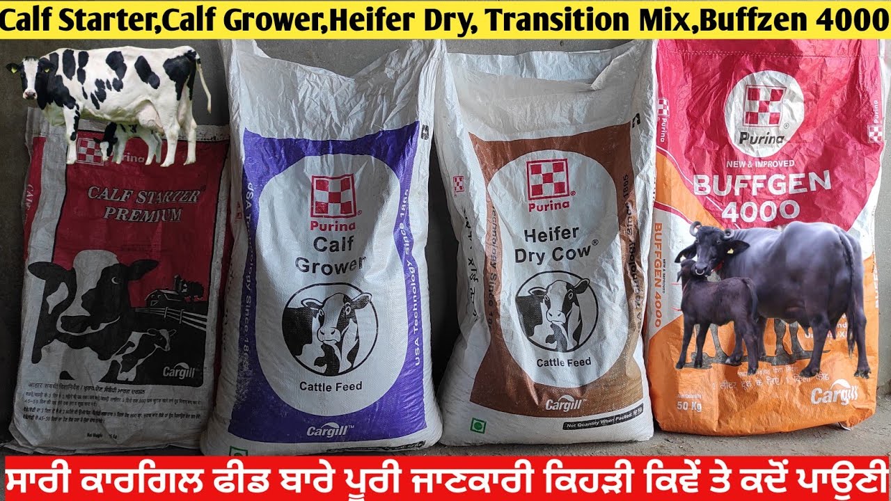 ਕਾਰਗਿਲ ਫੀਡ ਬਾਰੇ ਪੂਰੀ ਜਾਣਕਾਰੀ||Calf starter||Calf grower||Heifer dry ...