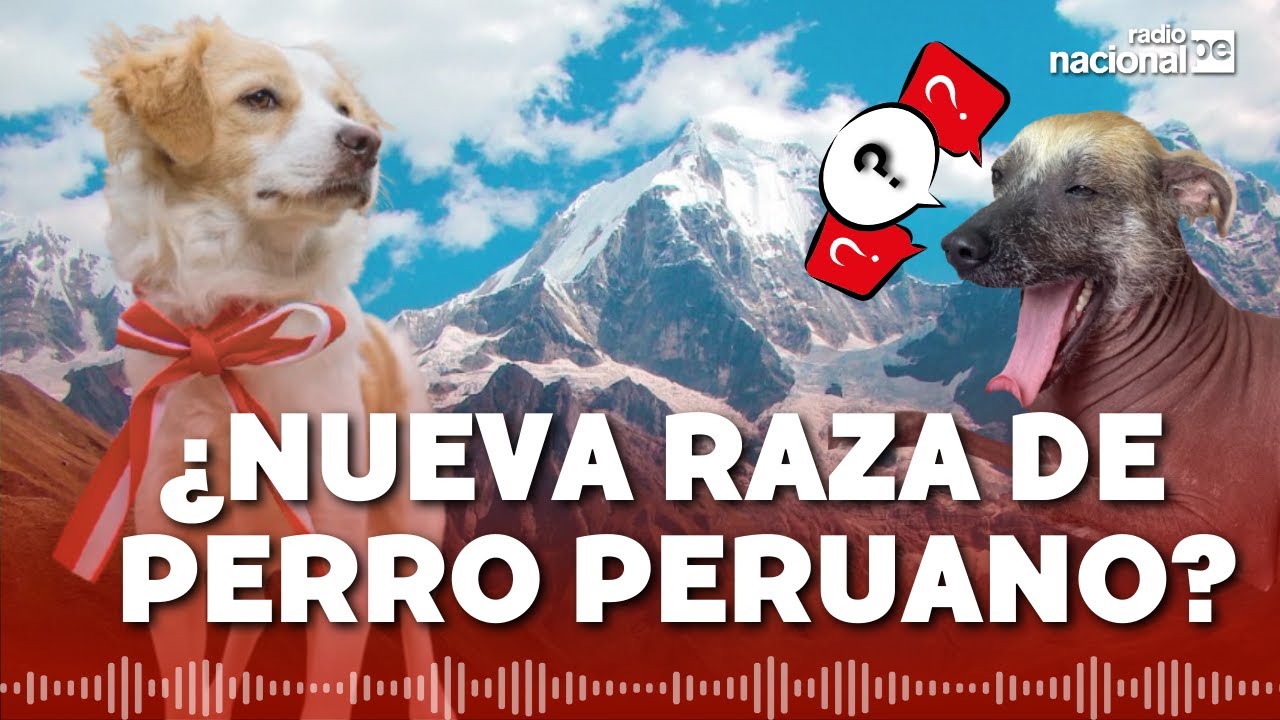 El perro pastor chiribaya se convertiría en segunda raza originaria del ...