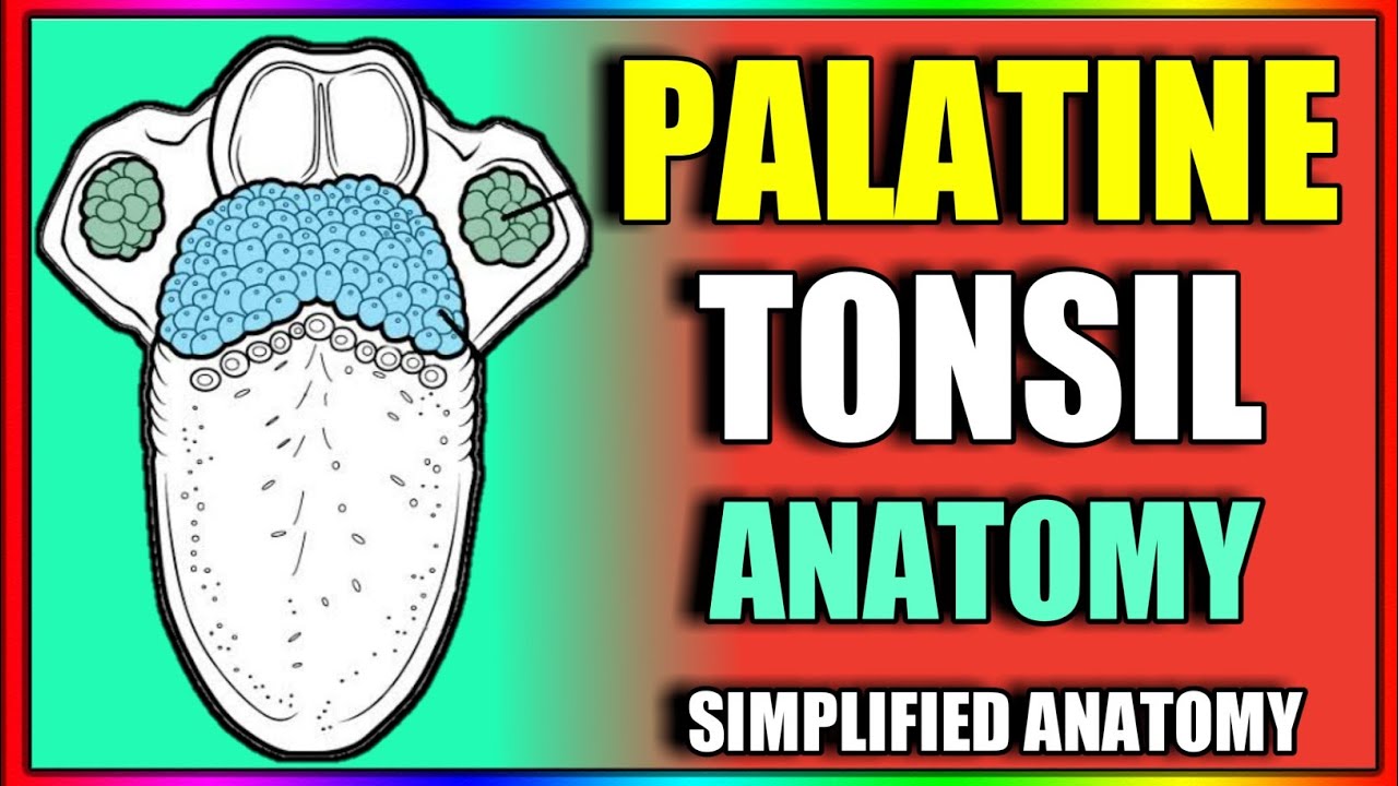 Palatine Tonsil Anatomy - YouTube