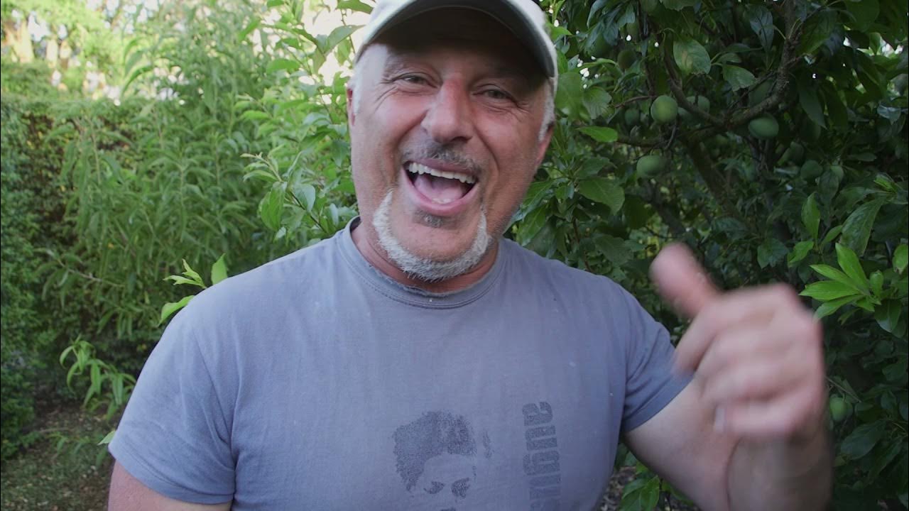 Tips On Growing Plum Trees - YouTube