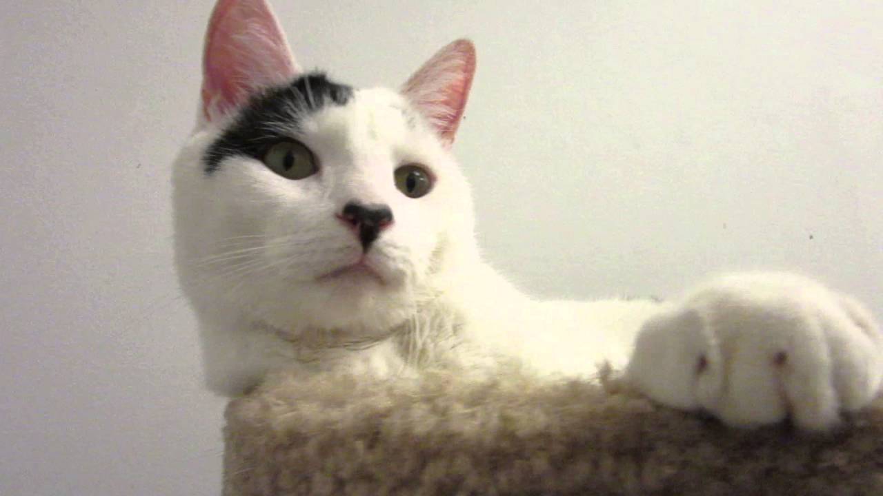 He's a tall handsome young male cat-meet COOKIE MONSTER - YouTube
