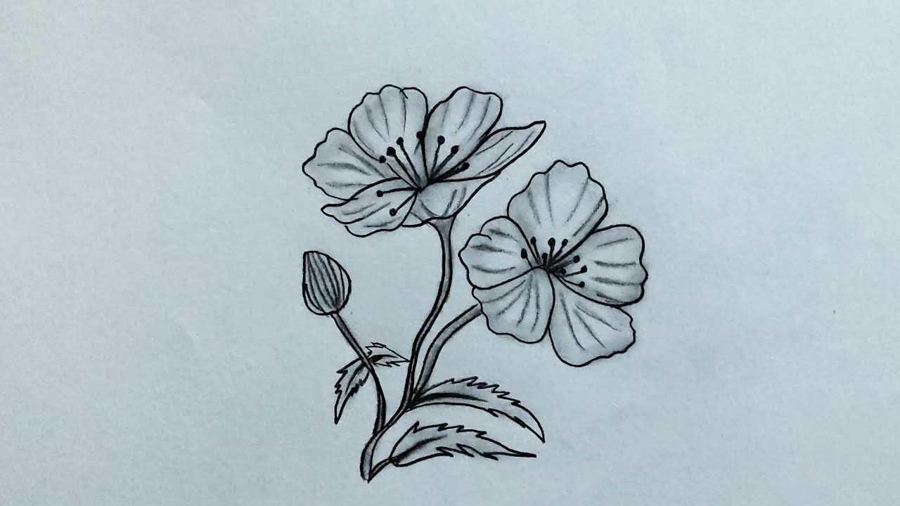 How to draw beautiful buttercup flower | Easy pencil sketch drawing for ...
