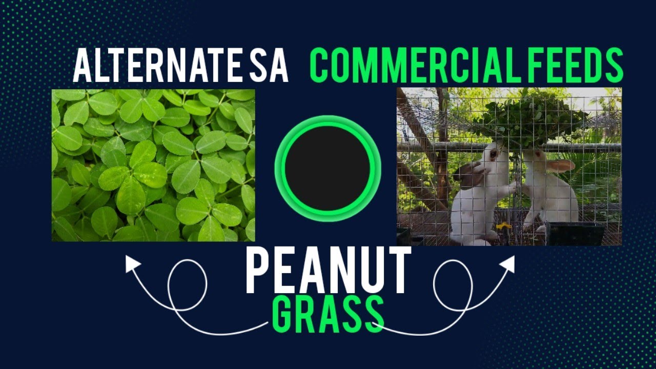 High Protein & Fiber Source free food for Rabbits!! - YouTube