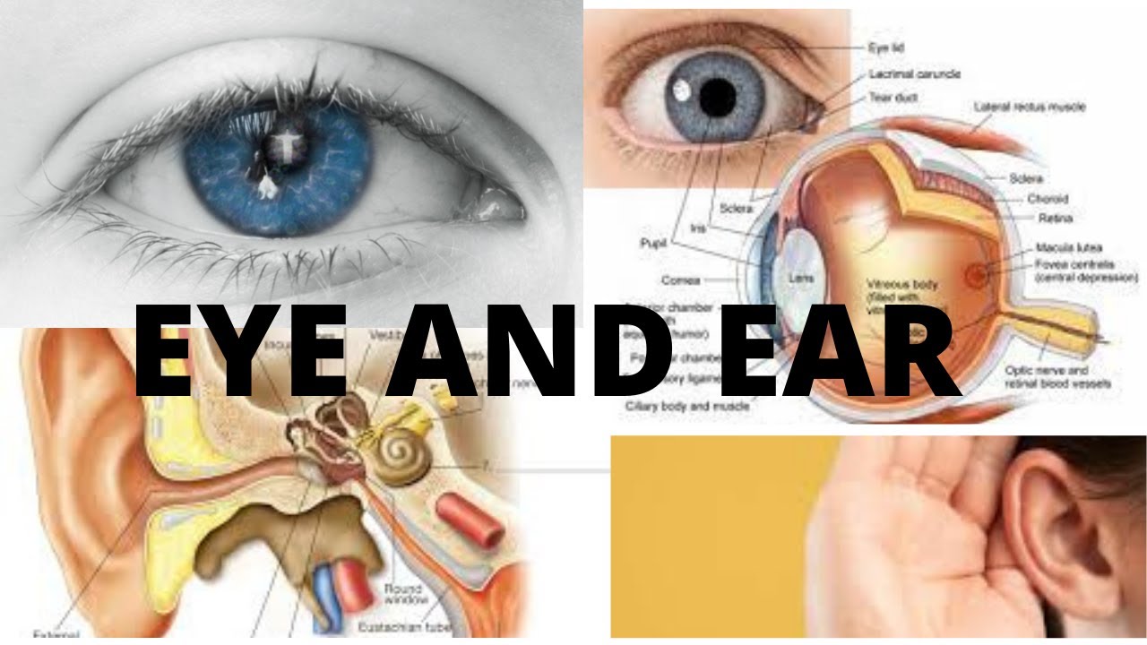 Eye and Ear - Grade 9 - Science - YouTube
