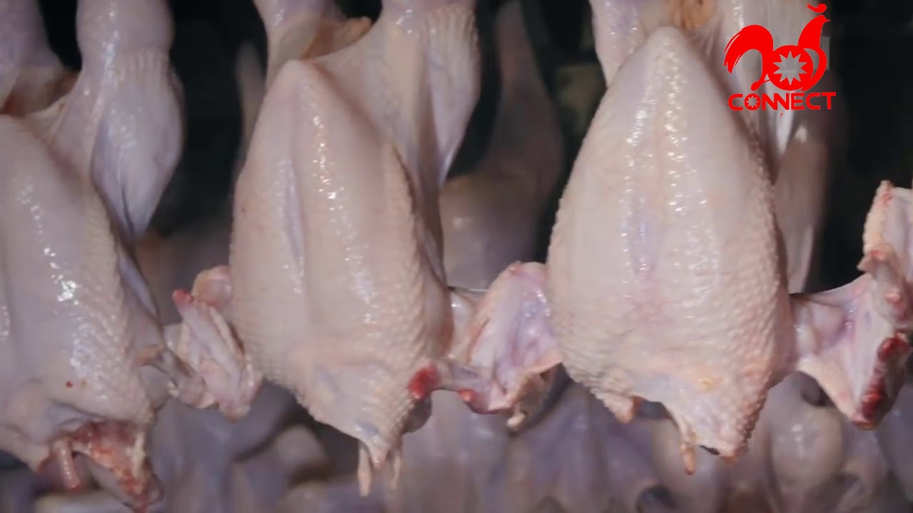 CONNECT GROUP POULTRY PROCESSING LINE - YouTube