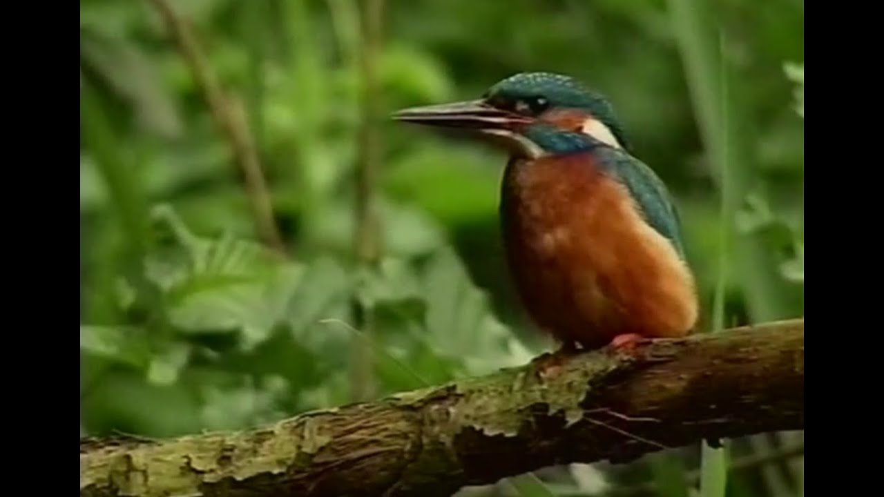 De Beerze in stroomversnelling - YouTube