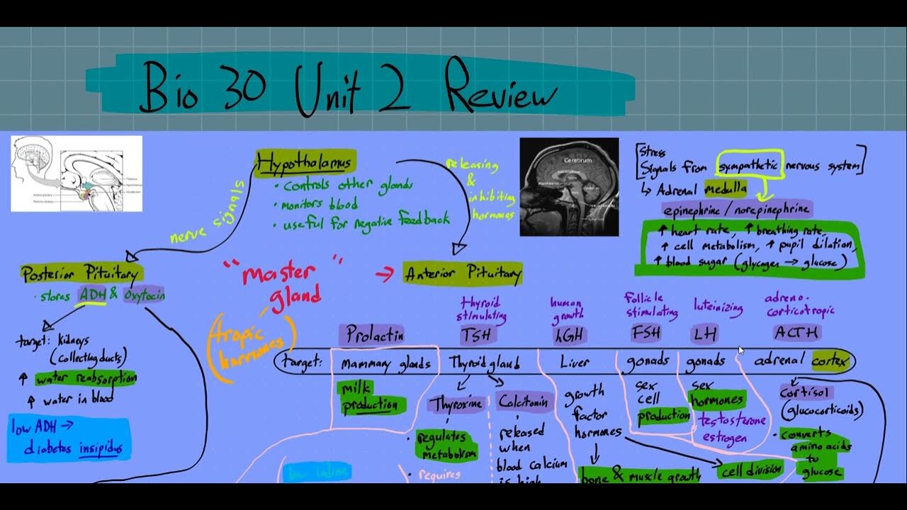 Biology 30 Unit 2 Review - YouTube