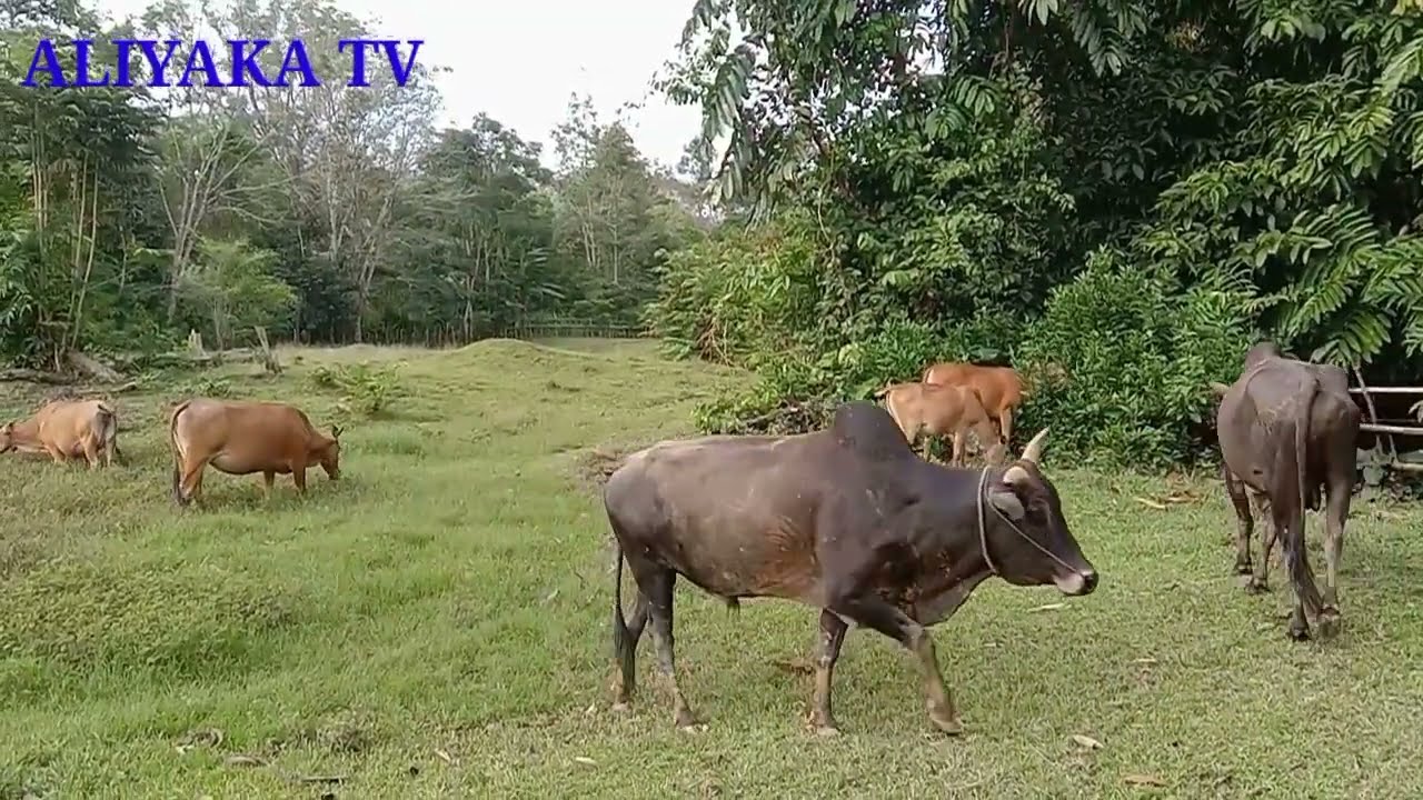 Kawin alami sapi di padang gembala - YouTube