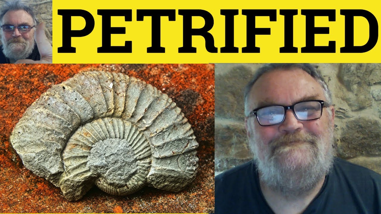 😎 Petrified Meaning - Petrify Defined - Petrifying Examples - Petrified Defined - Petrify ...
