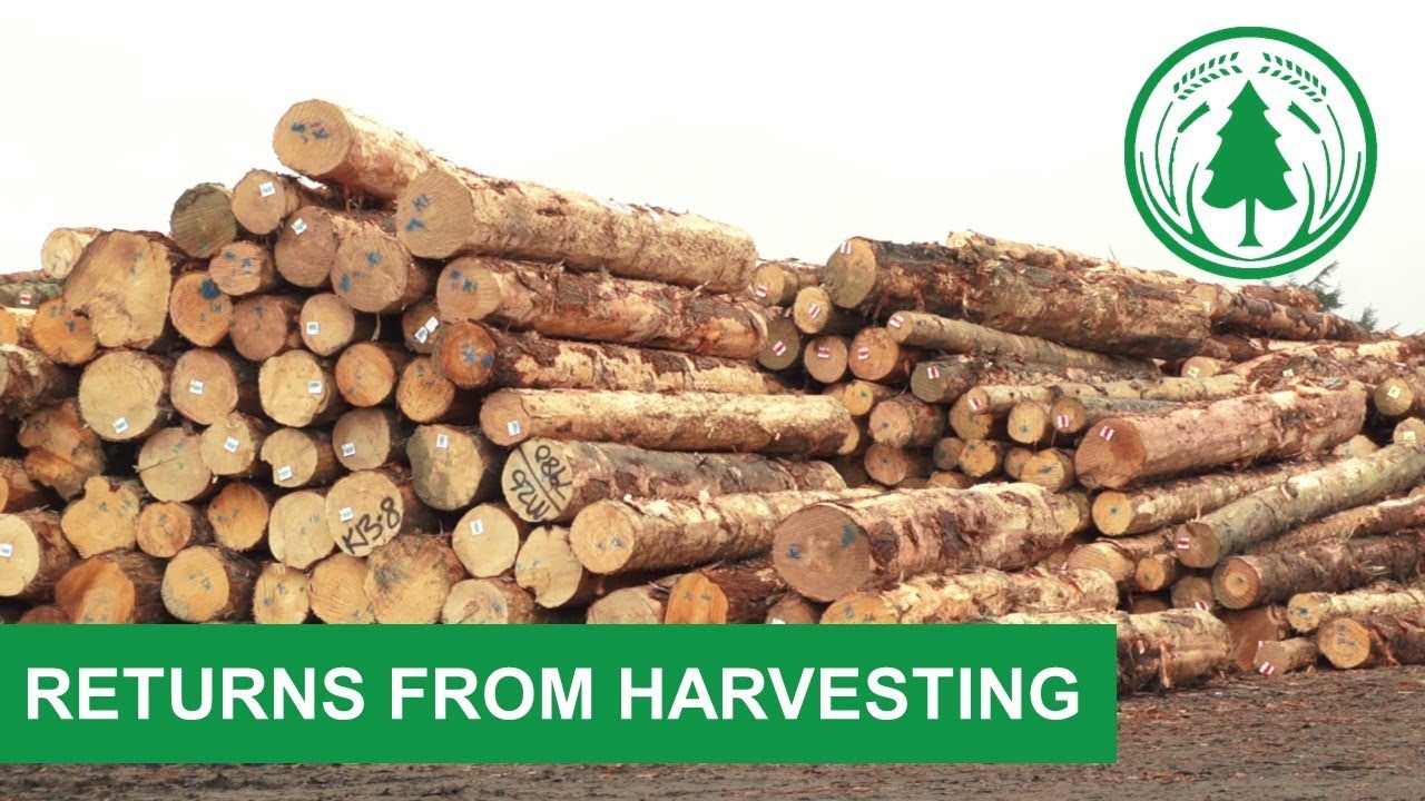 Returns from Harvesting Forestry in New Zealand - YouTube