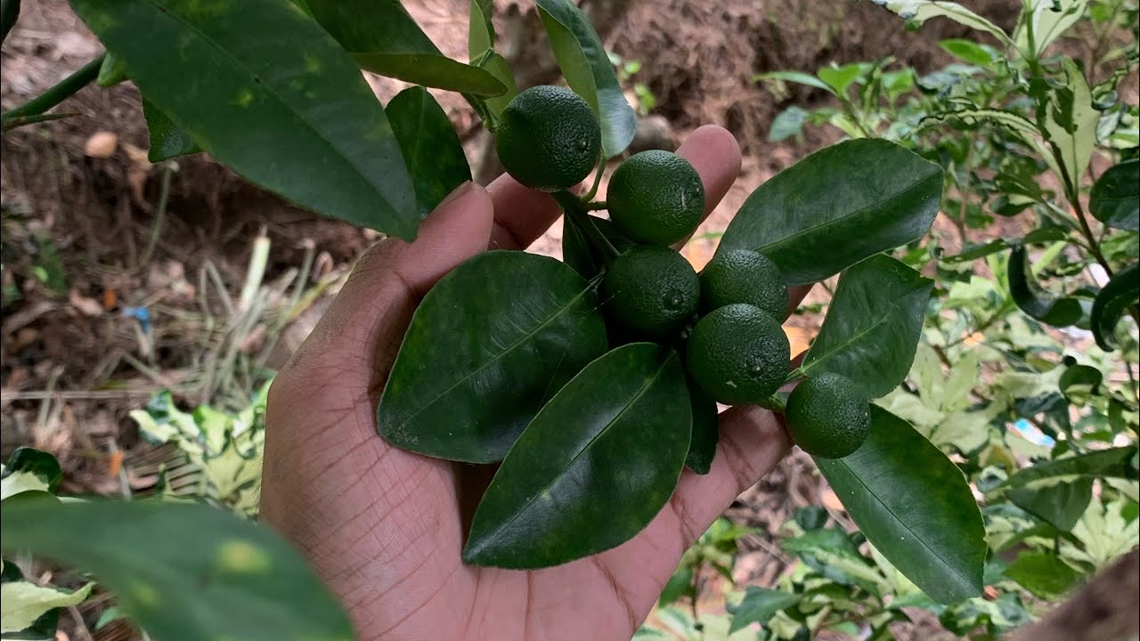 #How to Marcot Calamansi Tree - YouTube
