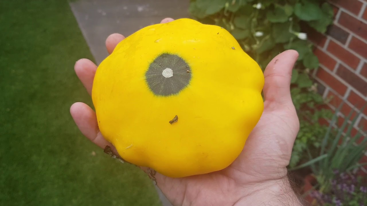 Episode 3 : BIGGEST SQUASH EVER!!! - YouTube