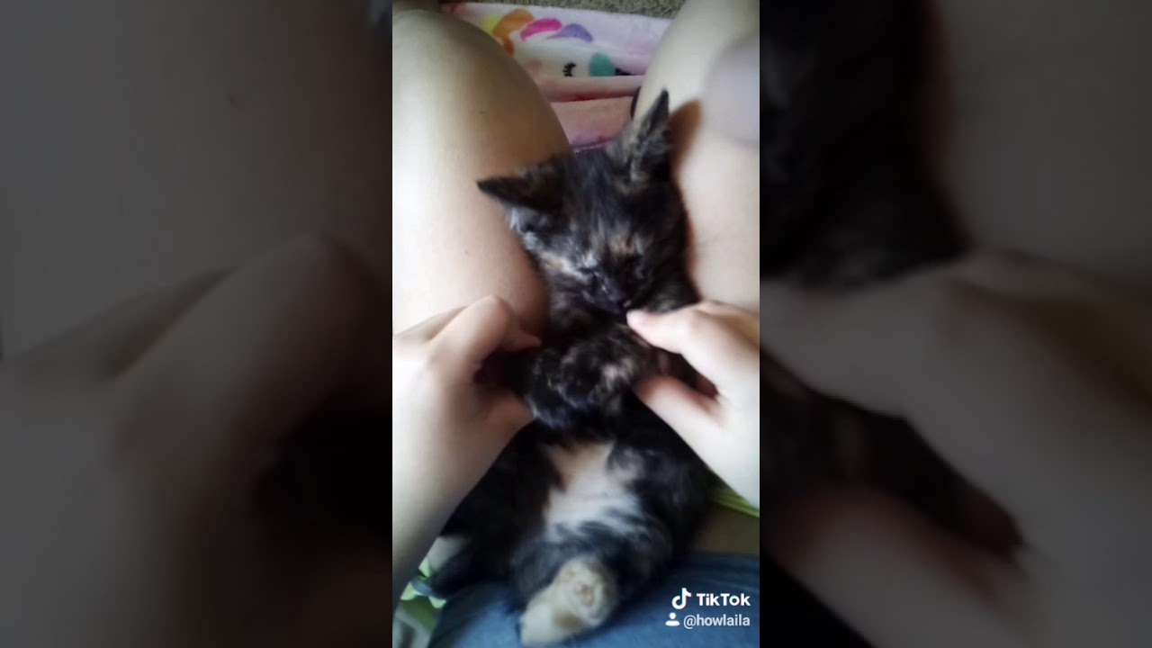 My kitten Ruby😱😵😁 ️🧡💛💚💙💜 - YouTube