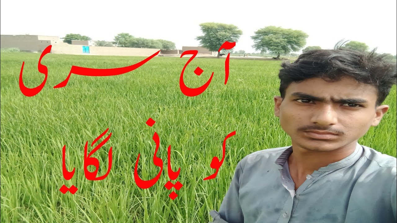 Suncorp Diamond F 121 Rice Seed Full Review || Vlog In Pakistan Village ...