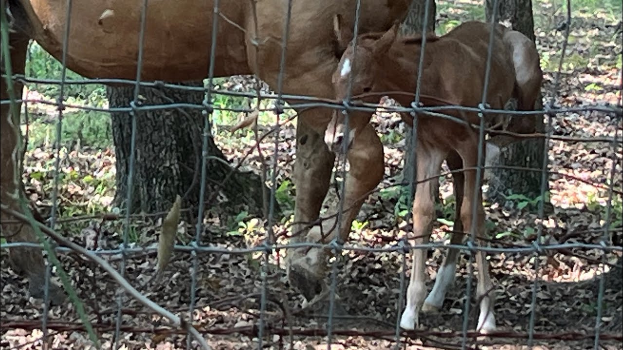 Newborn foal and those wobbly legs - cutest thing ever! Welcome to the ...