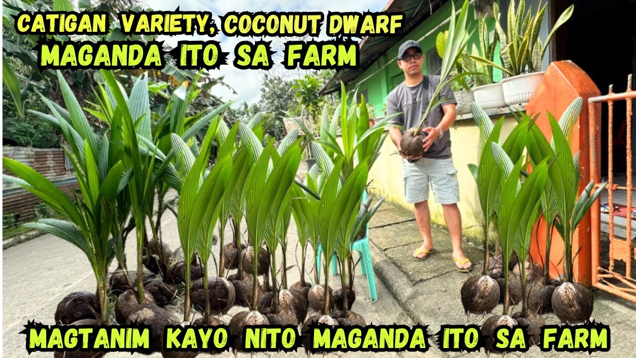 MAGTANIM KAYO NITO MAGANDA ITO SA FARM CATIGAN COCONUT DWARF DUMATING ...