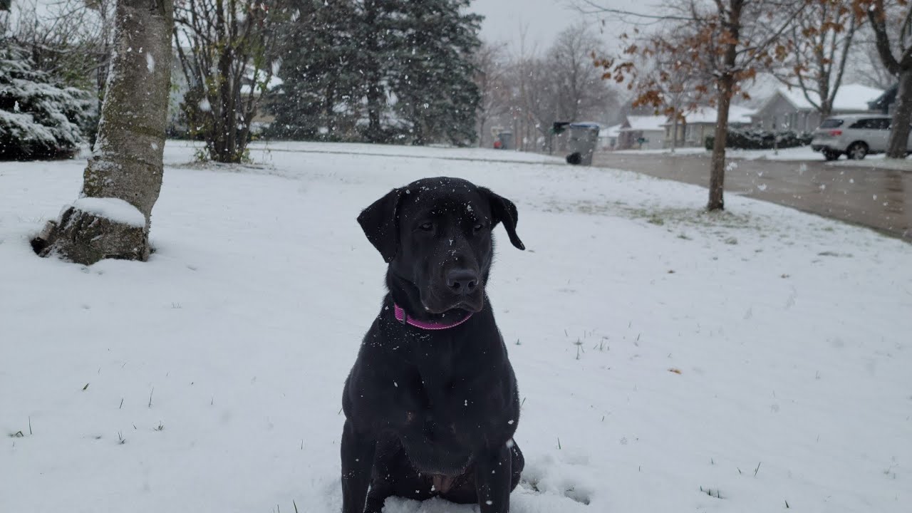 A day in the life of my dog Remi - Snowy day | Full Video - YouTube