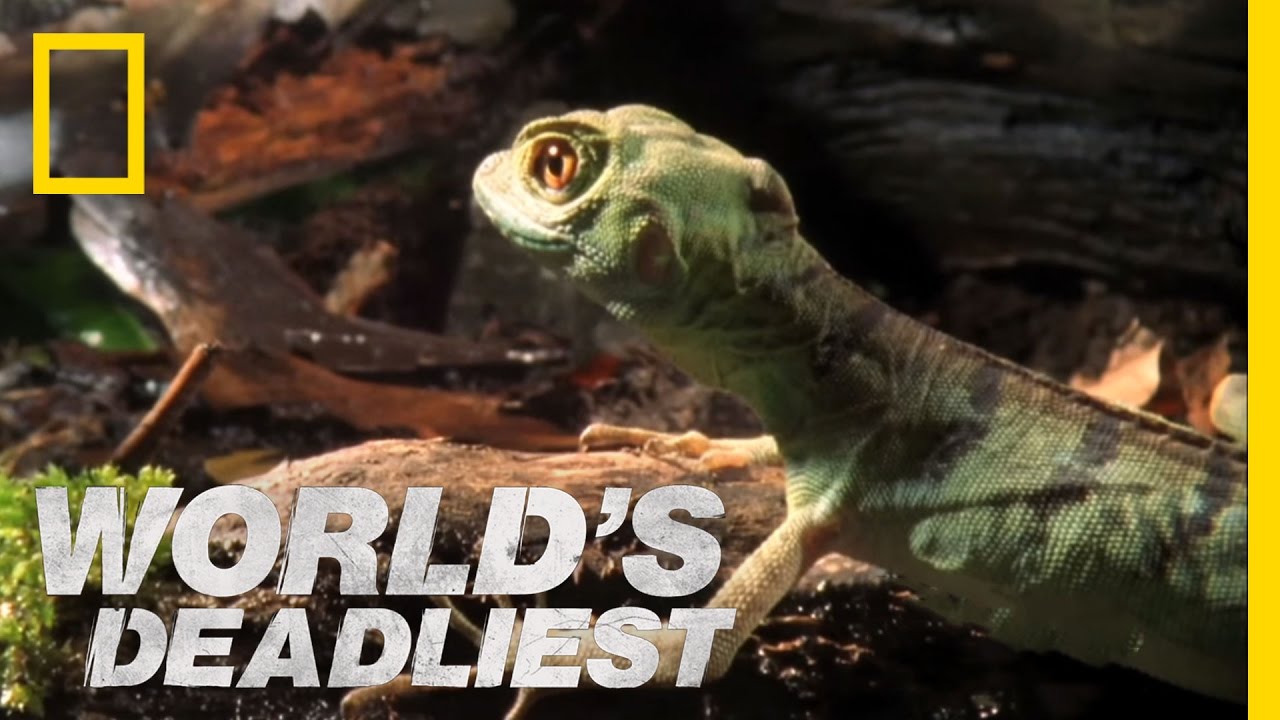 Meet the Jesus Christ Lizard | World's Deadliest - YouTube