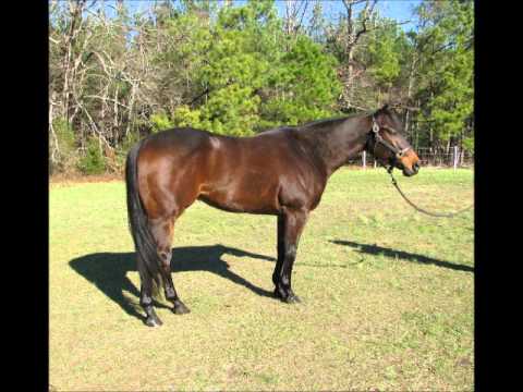 Elite Azoom ~ 4 yr. old Finished/Seasoned Gelding For Sale ~ $12,500.00 ...