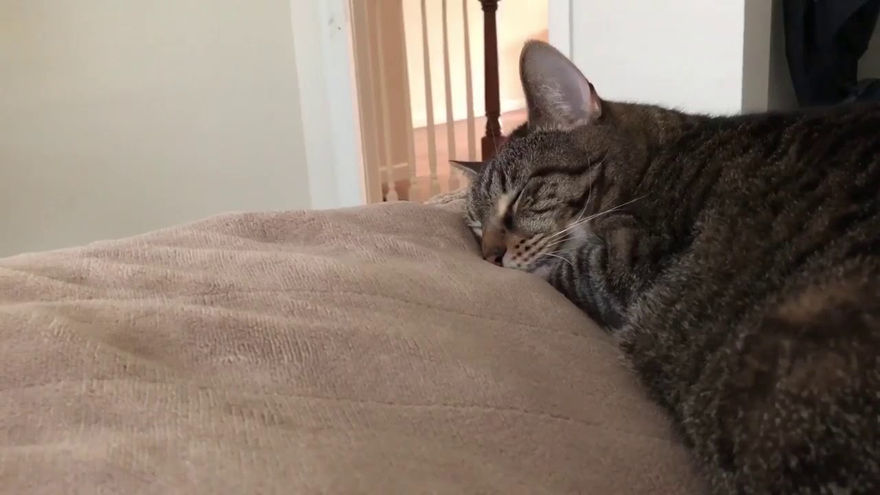 Cat Gets Angry When Awoken From His Nap! - YouTube