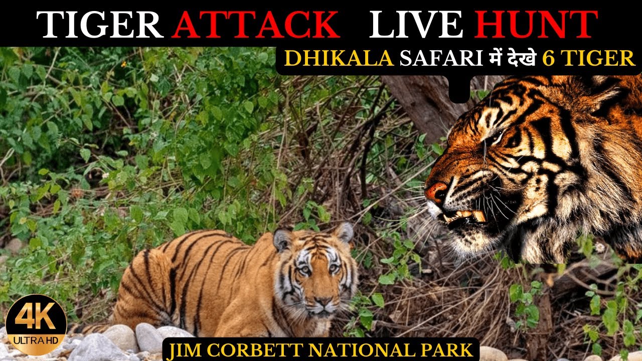 TIGER HUNTING LIVE: Jim Corbett Ke Best Zone Dhikala में | Safari में ...