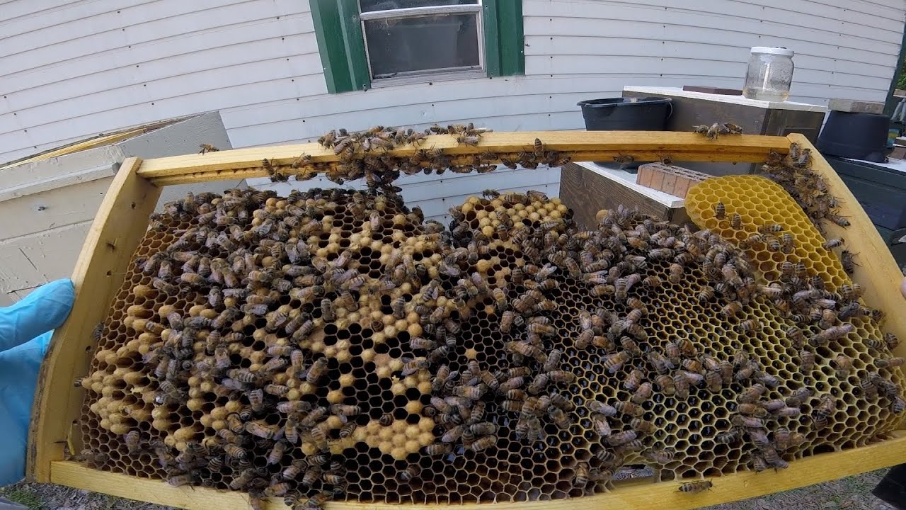 Filling Two Frame Nucs - YouTube