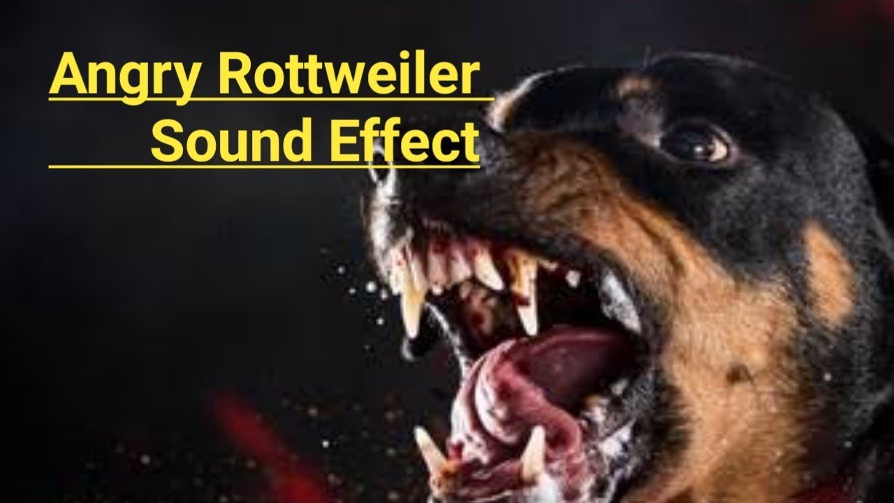 Angry Rottweiler Sound Effect - YouTube