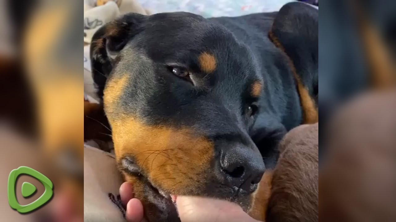 Rottweiler puppy can only fall asleep sucking her owner's thumb - YouTube