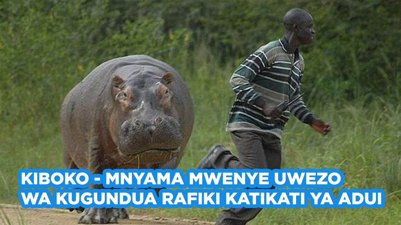 KIBOKO - MNYAMA MWENYE UWEZO WA KUGUNDUA RAFIKI KATIKATI YA MAADUI. - YouTube