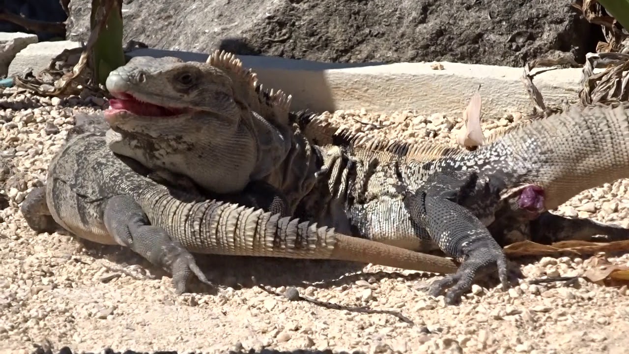 Iguana mating ritual, Tulum, Mexico (Part 2) - YouTube