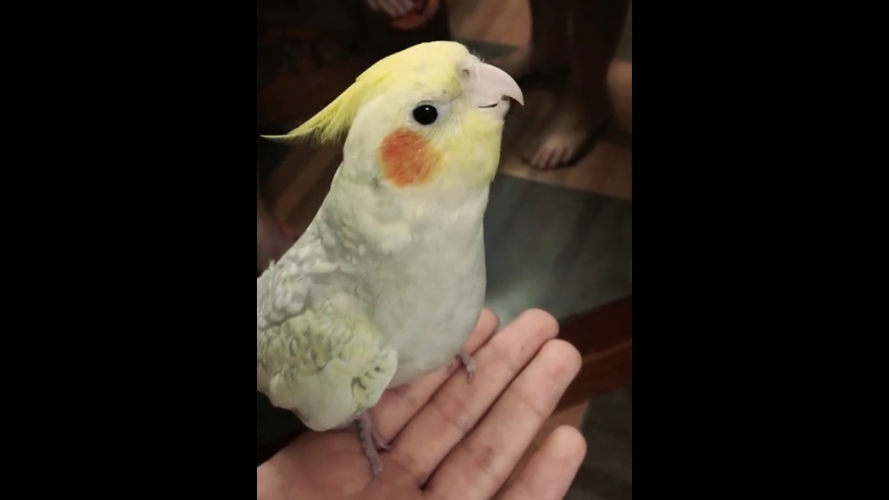 Cockatiel bird singing if you happy clap your hands - YouTube