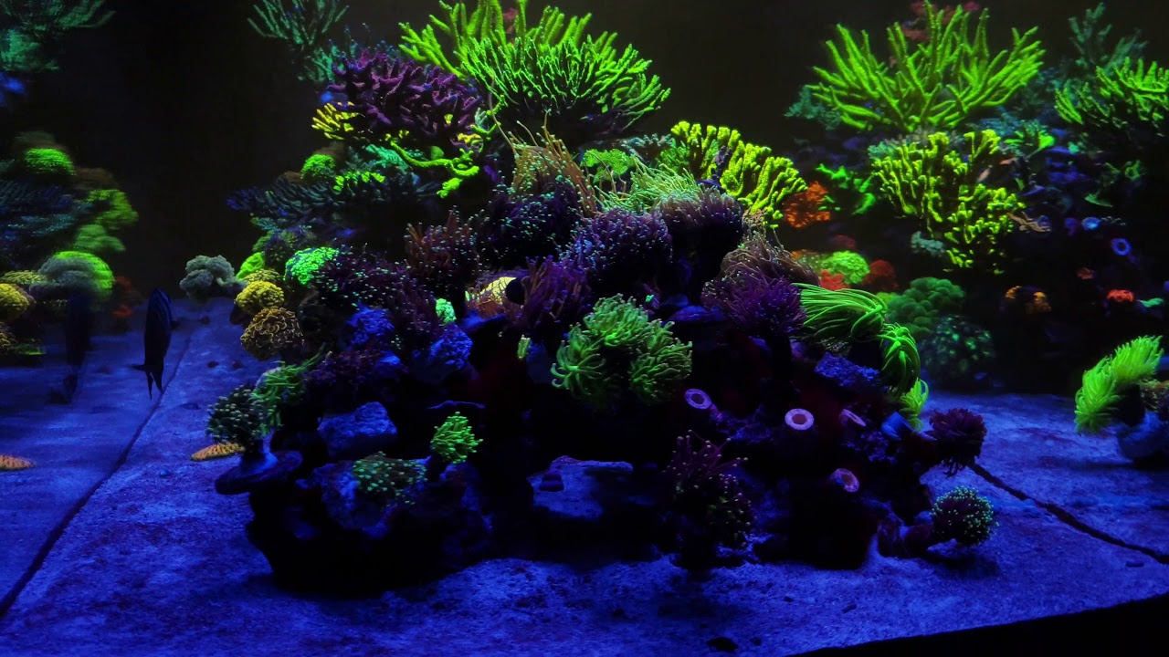Reef Update.. - YouTube