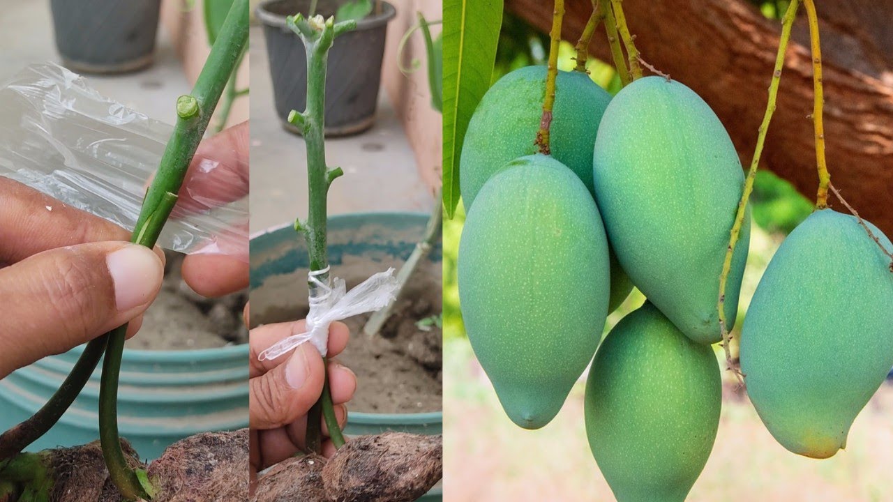 Mango stone grafting with 100% new technique| आम पर गुठली कलम कैसे करे ...