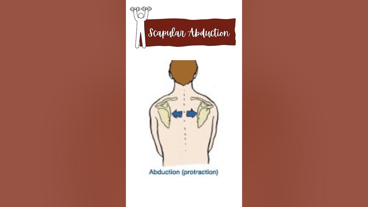 Scapular Abduction Muscles physiotherapy muscles movement anatomy scapular-abduction-muscles-physiotherapy-muscles-movement-anatomy