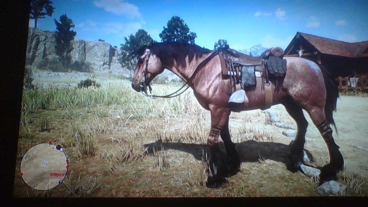 (RDR2)Where to catch the Tiger striped mustang + some game play with ...