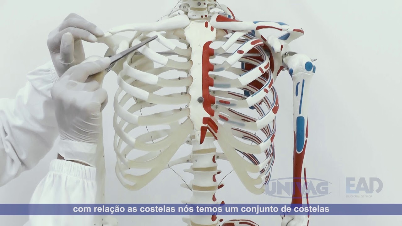 NOME DOS OSSOS - YouTube