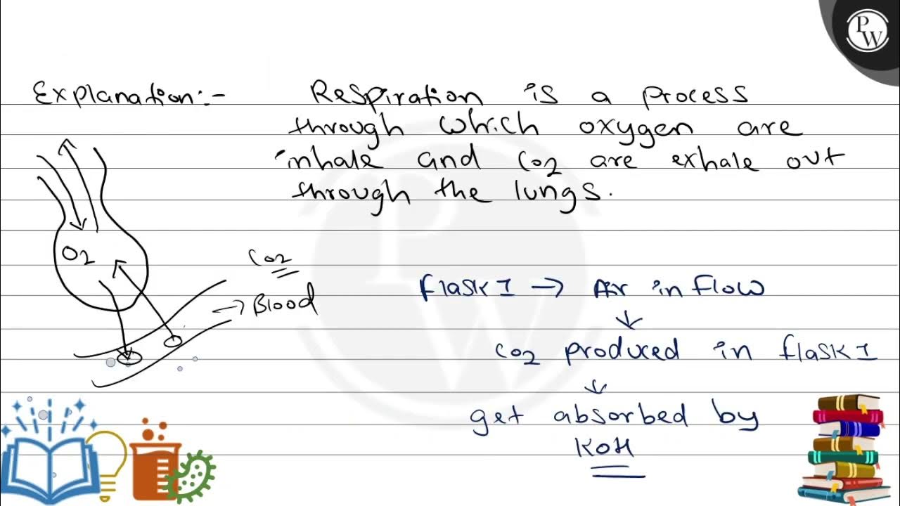 An experiment is set up as shown. Flasks 1 and 2 contain lime water. Air is pumped through the ...