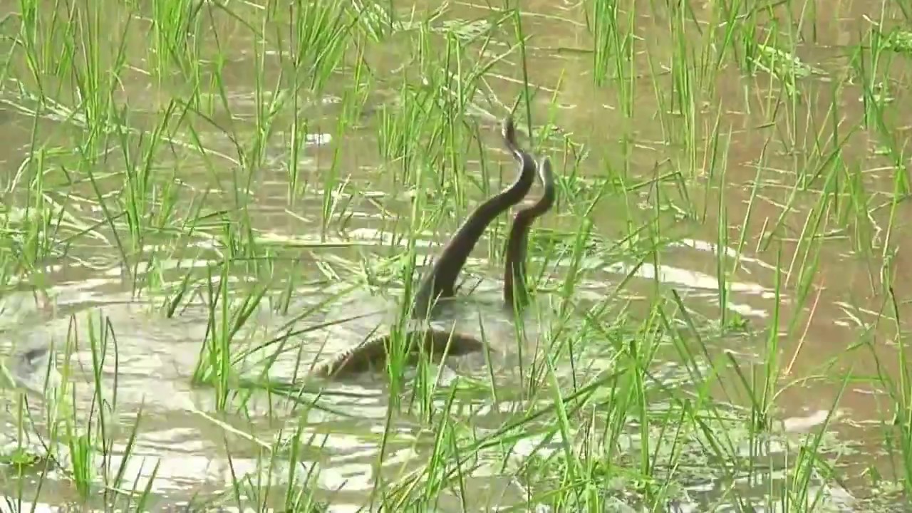 Snake Play | Two Snakes Playing Game - YouTube