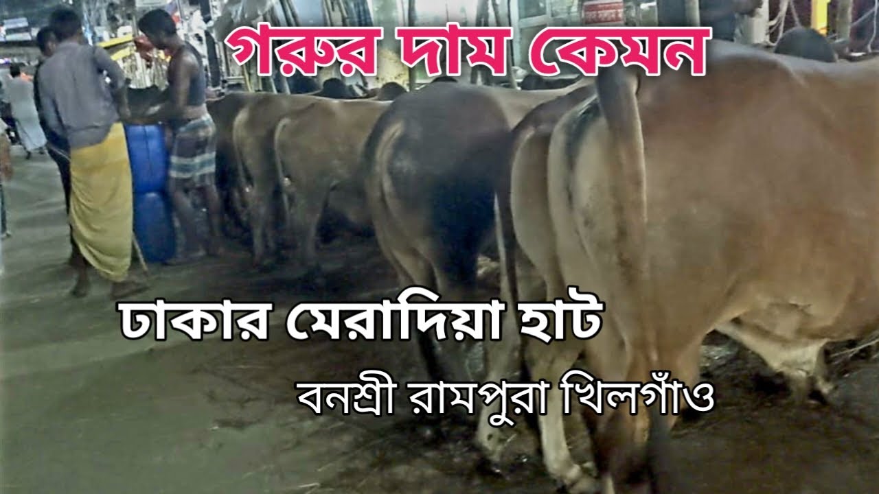 গরুর হাট ছোট গরুর চাহিদা বেশী। Korbanir Haat in Dhaka city Meradia Haat ...