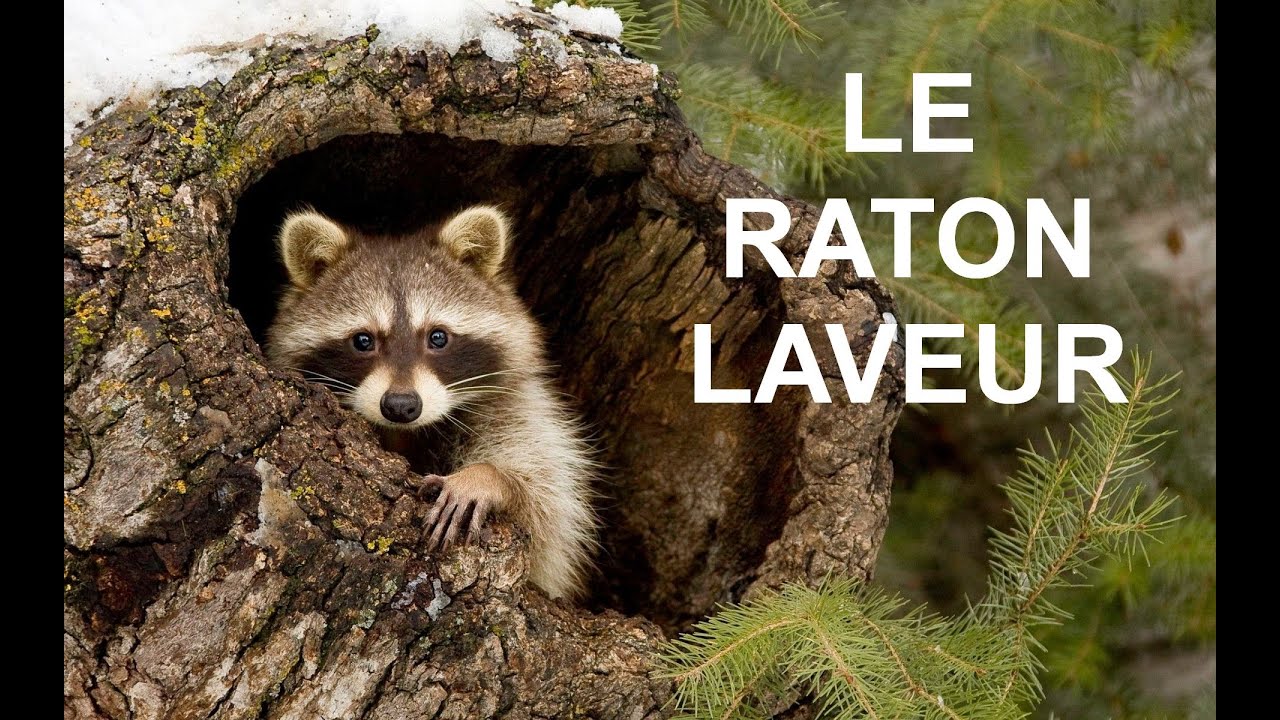 Le raton laveur (documentaire) - YouTube
