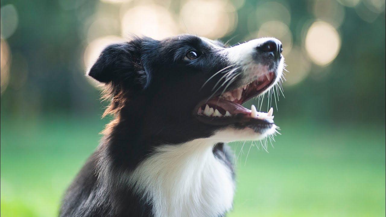 Euphoria border collie | 7-8 months - YouTube