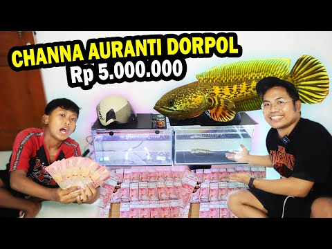 BOCIL JUAL AURANTI DORPOL Rp 5.000.000? LANGSUNG BUNGKUS DILOKASI