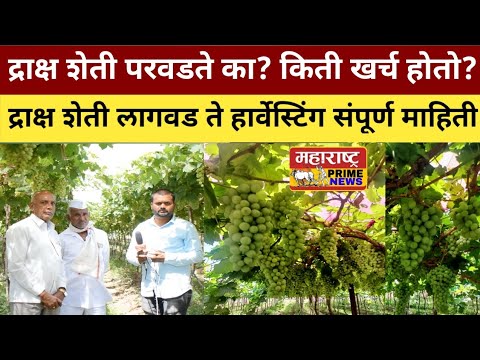 द्राक्ष शेती परवडते का ? किती खर्च येतो ? | द्राक्ष शेती संपूर्ण माहिती ...