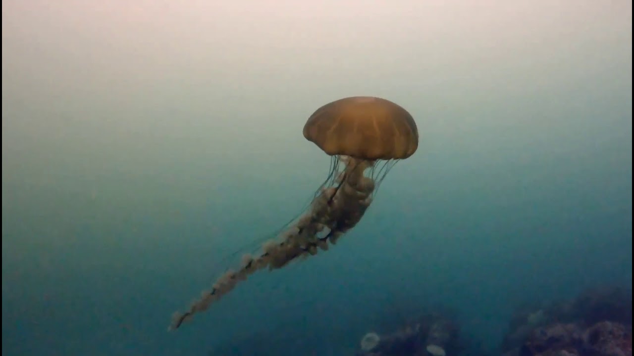 Monterey Octopus Reef & Cabrillo Point - YouTube