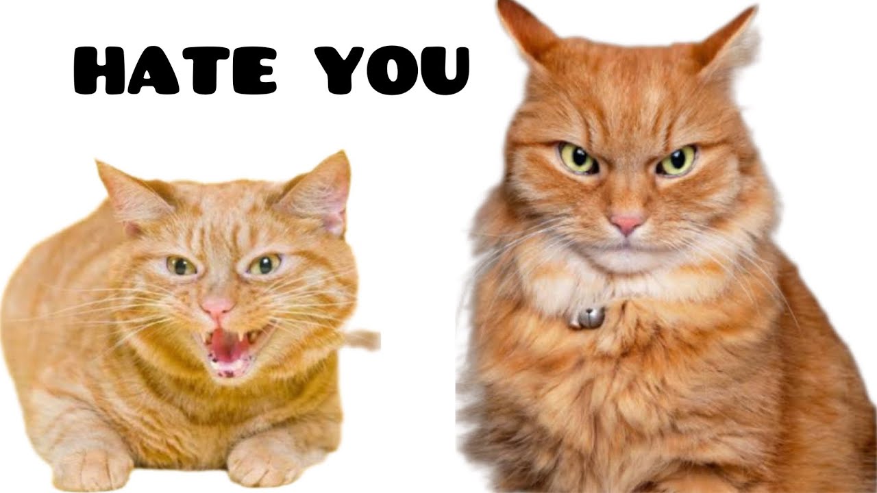 Angry ginger cat issues😱😱😹😹 - YouTube