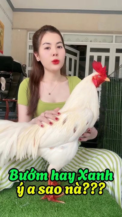 Gà bướm 3kg6, tay pin - YouTube