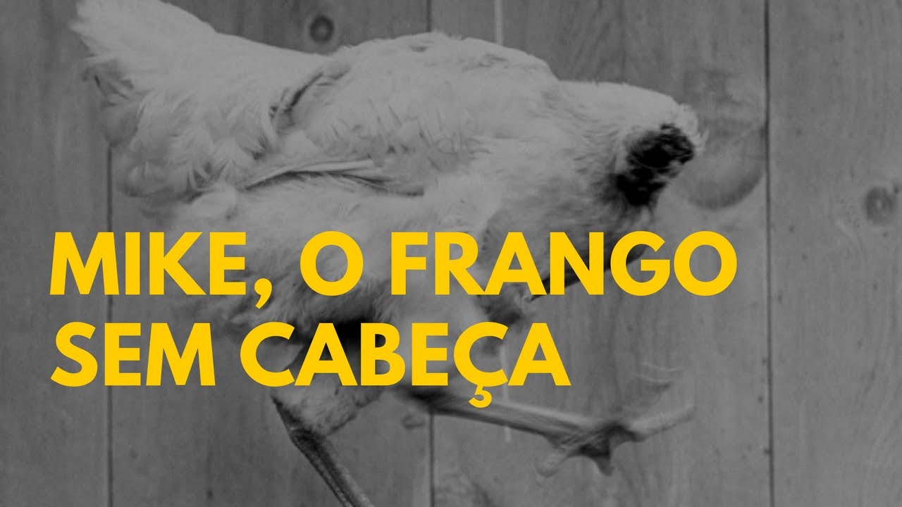Mike, o frango sem cabeça - YouTube