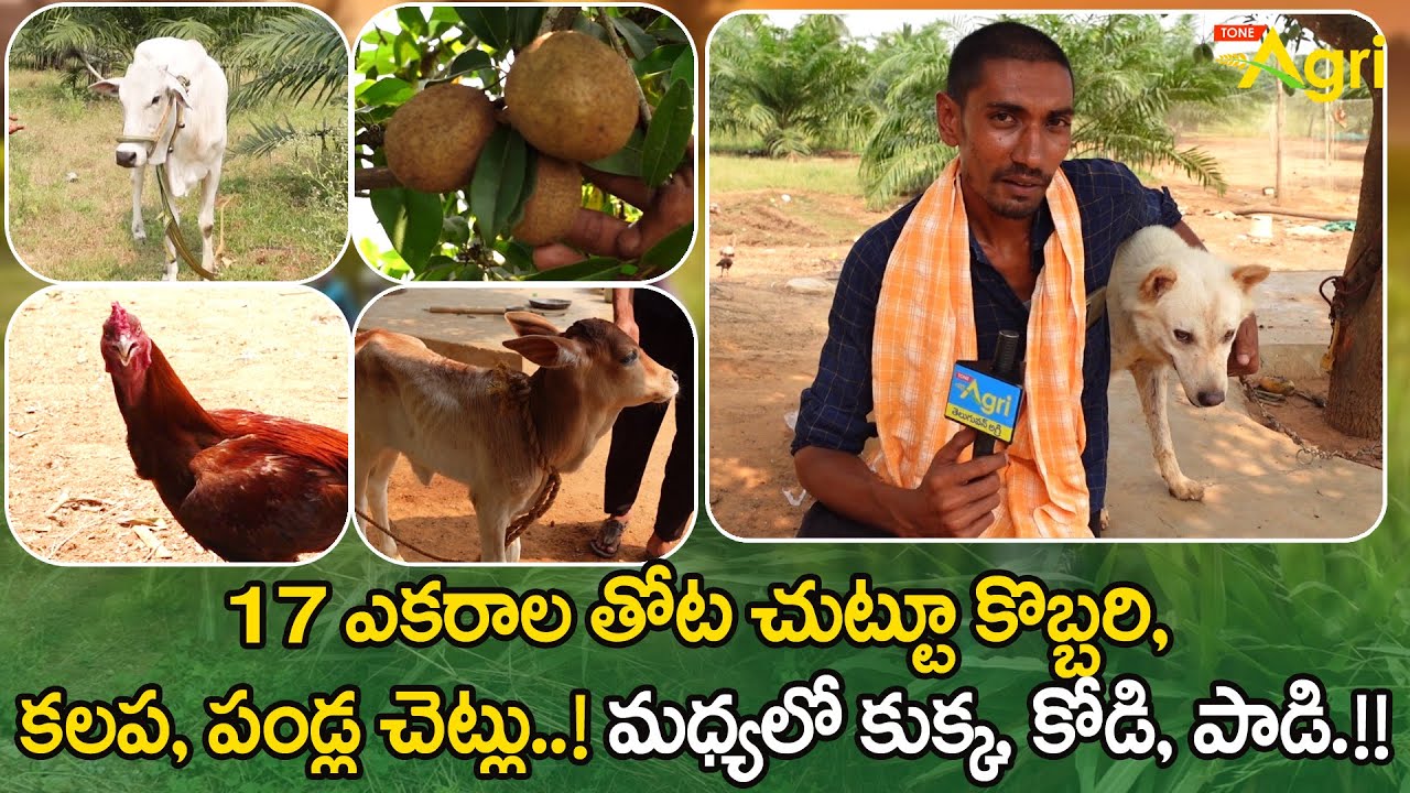 Integrated Farming | 17ఎకరాల తోట.. కొబ్బరి, కలప, పండ్ల చెట్లు.. మధ్యలో ...