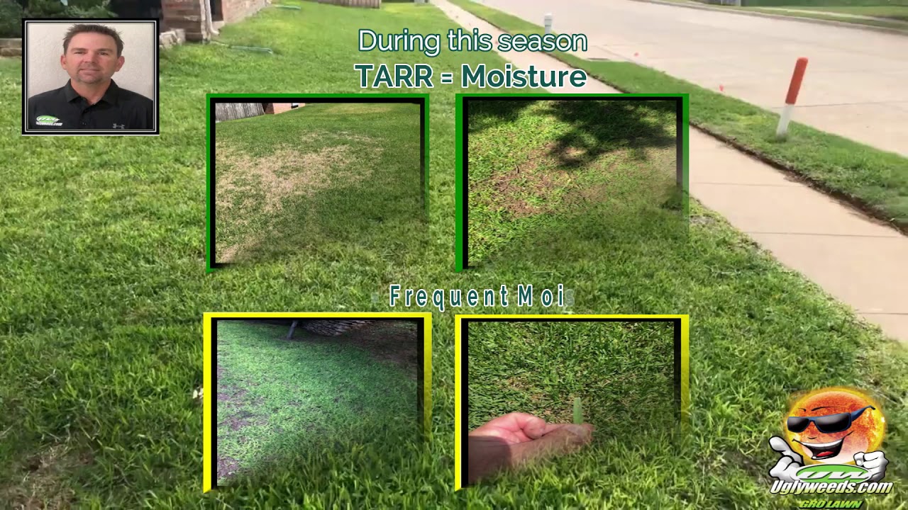 Take-All Root Rot and Lawn Aeration - YouTube