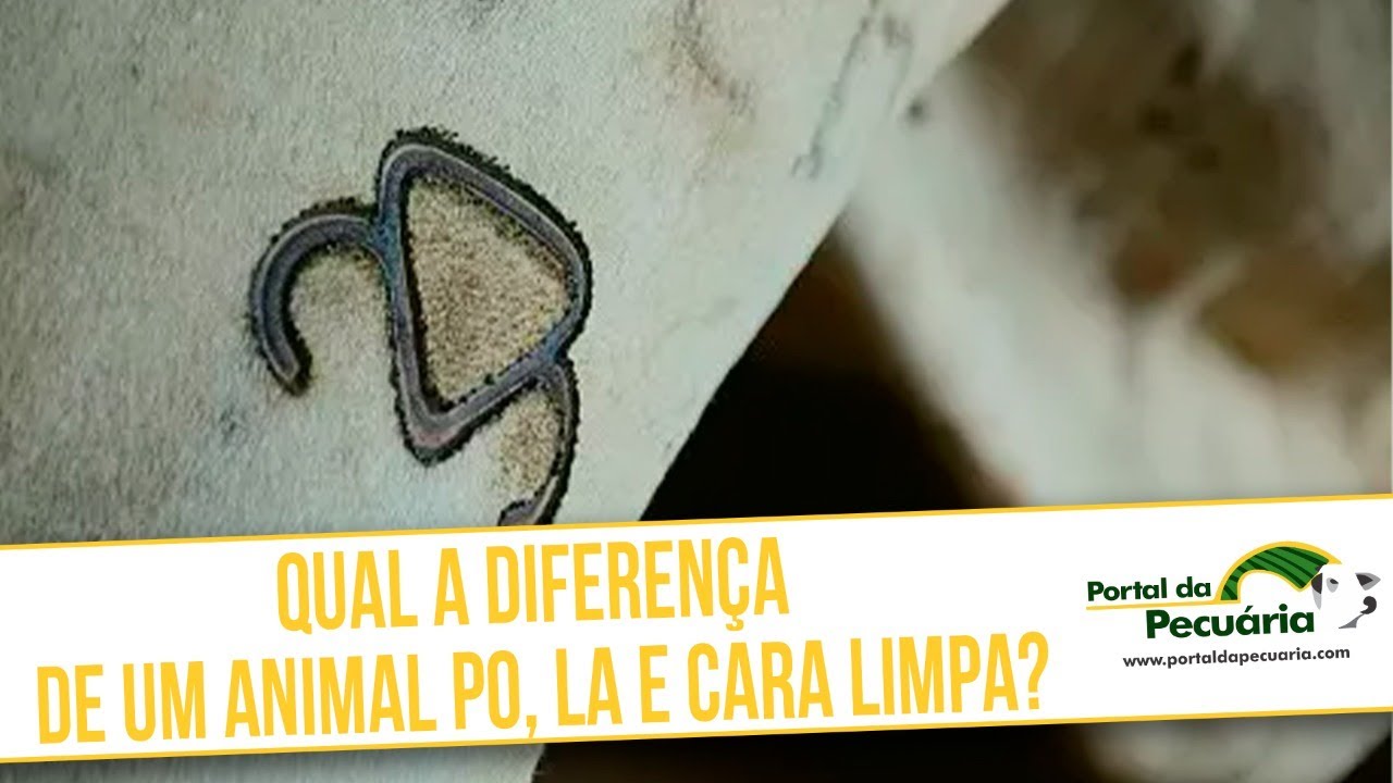 Qual a diferença de um animal PO, LA e cara limpa? - YouTube